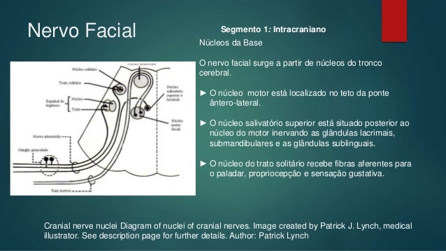 Nervo facial