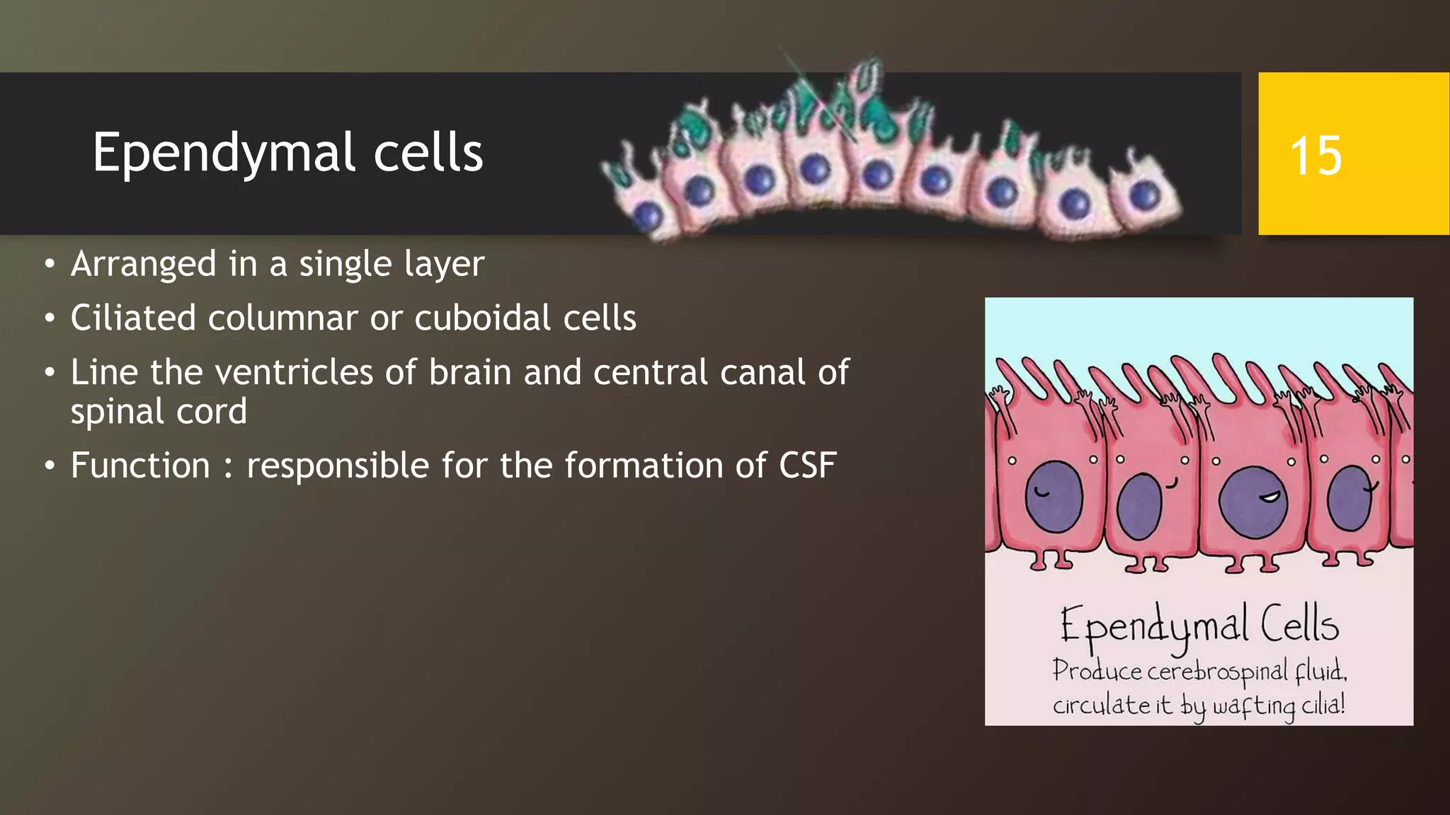 Nervous tissue histology | PPTX