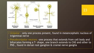 Nervous tissue histology | PPTX