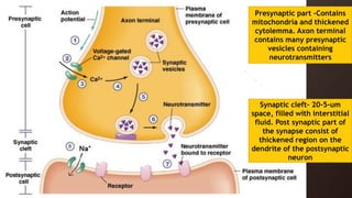 Nervous tissue histology | PPTX