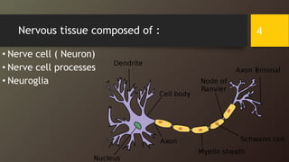 Nervous tissue histology | PPTX