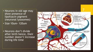 Nervous tissue histology | PPTX