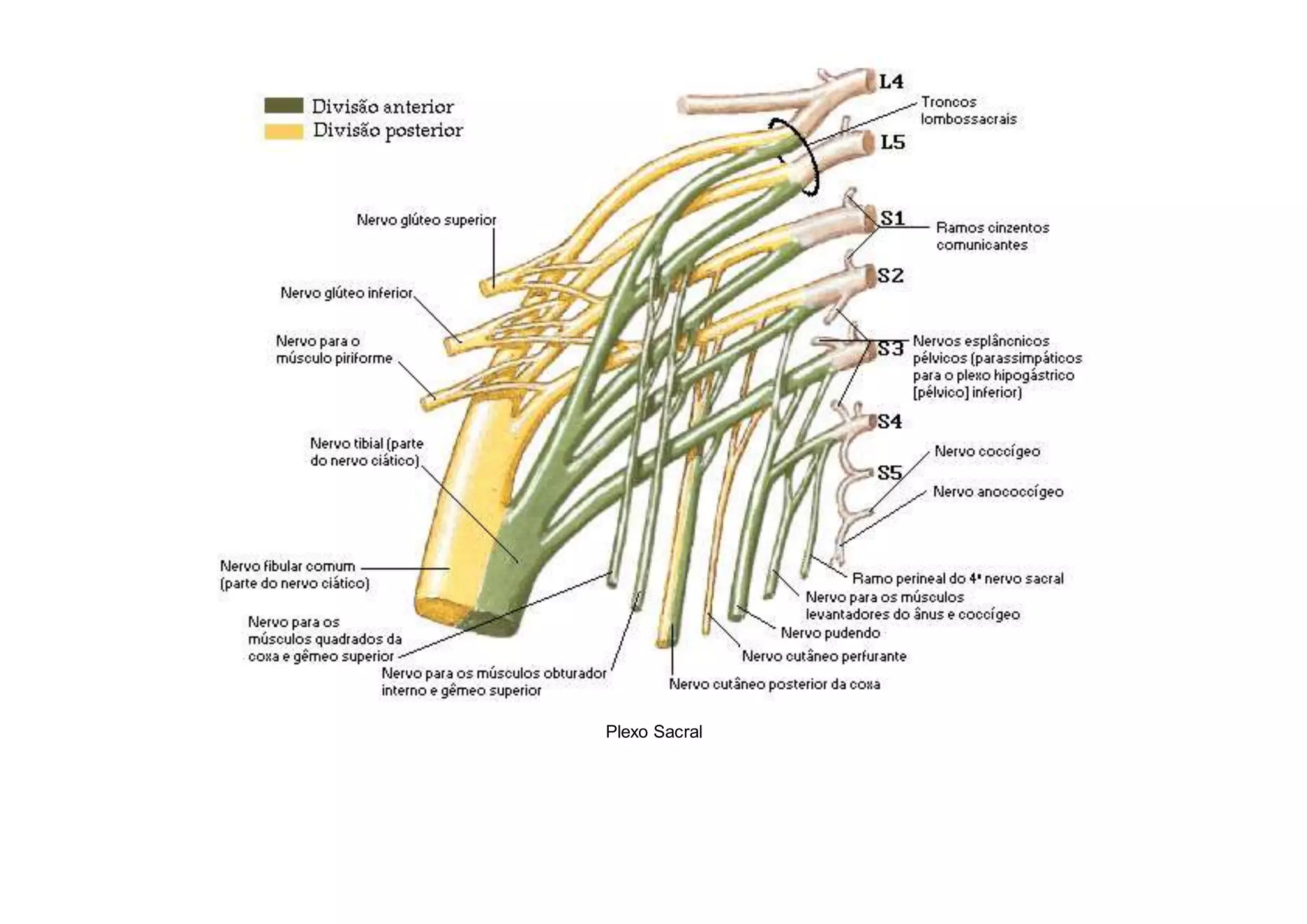 Nervos do Membro Inferior | PPT