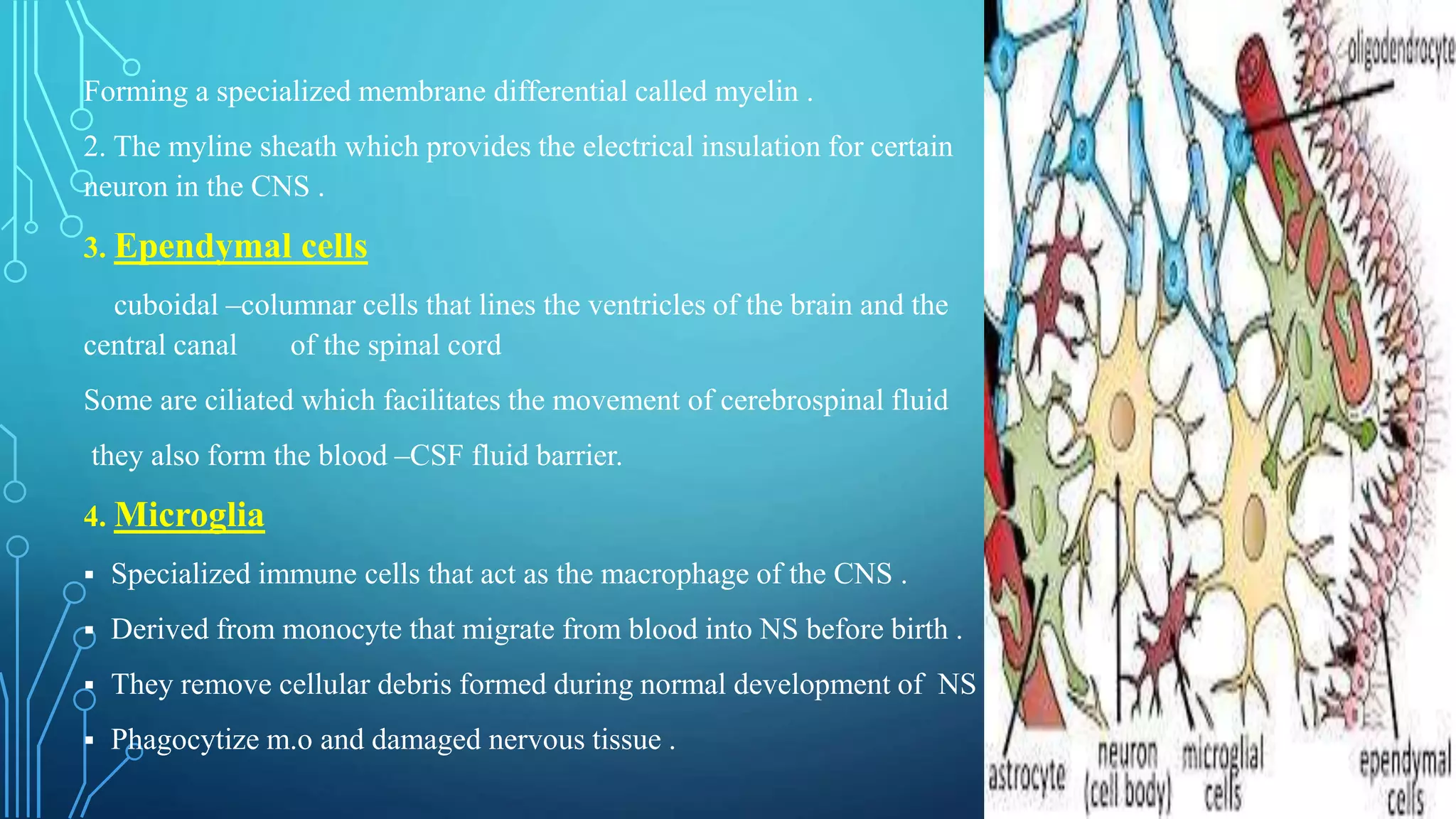Nervous system ppt | PPTX