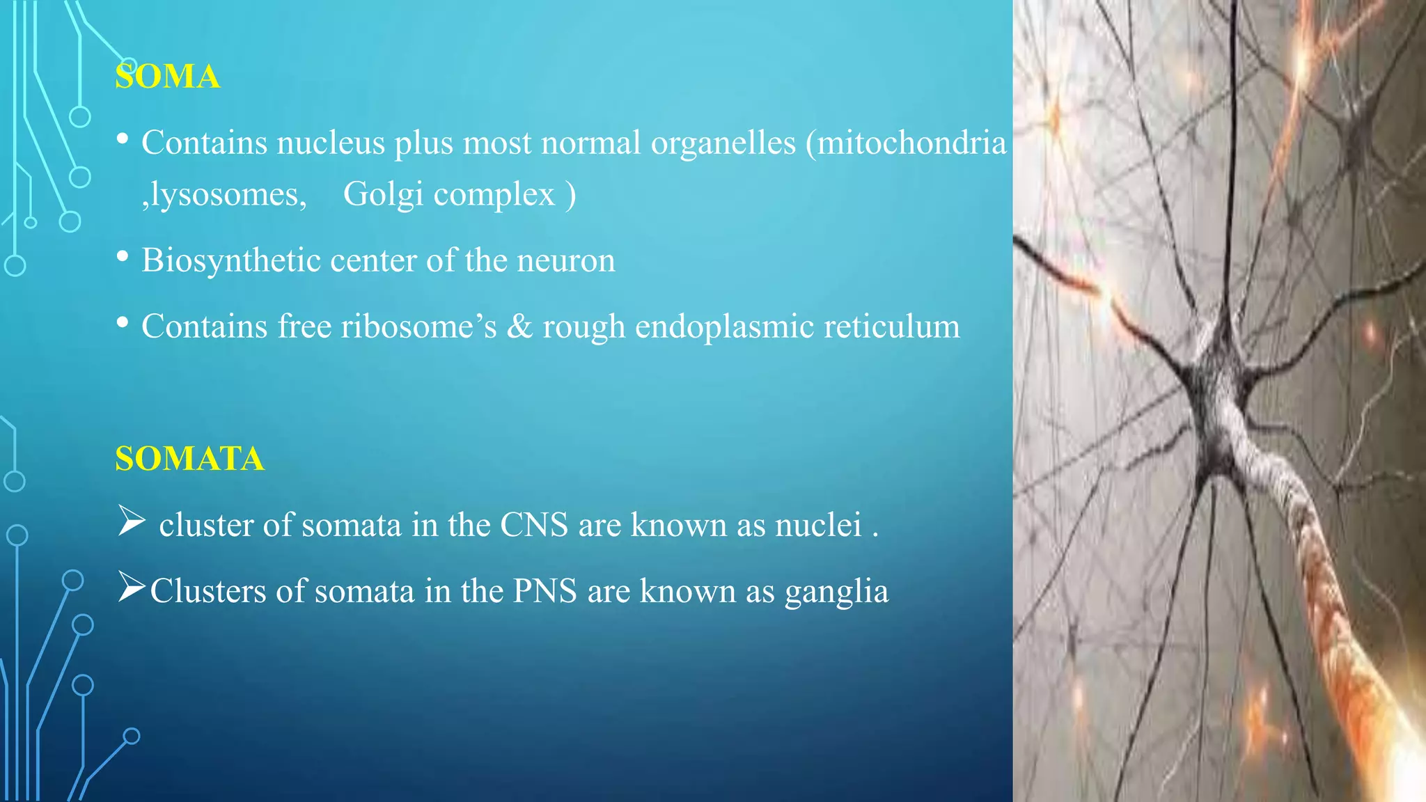 Nervous system ppt | PPTX