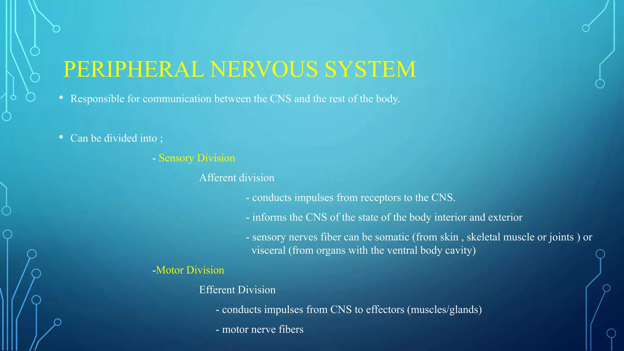 Nervous system ppt | PPTX