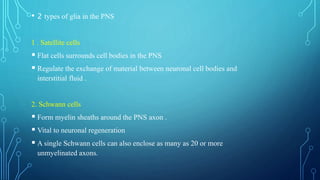 Nervous system ppt | PPTX