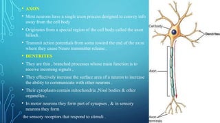 Nervous system ppt | PPTX