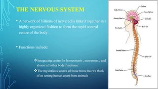 Nervous system ppt | PPTX