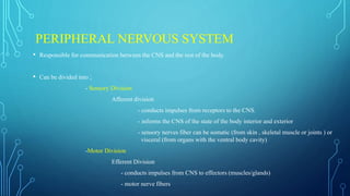 Nervous system ppt | PPTX