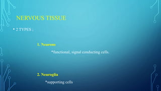 Nervous system ppt | PPTX