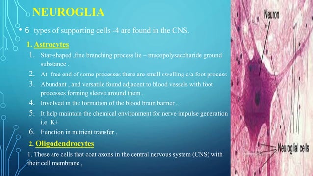 Nervous system ppt | PPT