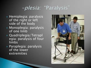 Nervous System: Suffixes and Implications | PPTX