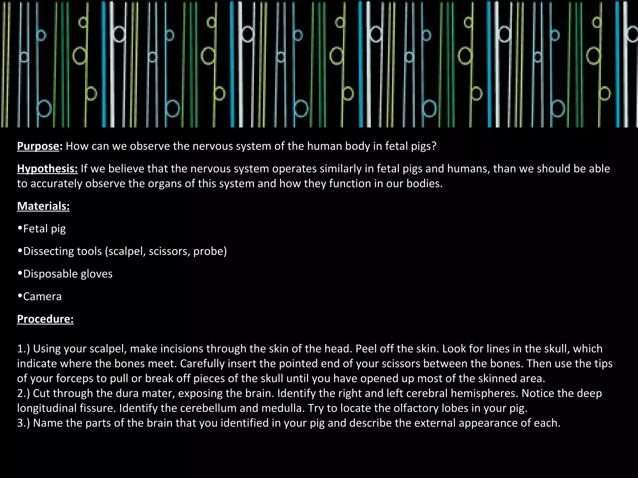 NERVOUS - Fetal Pig Dissection | PPT