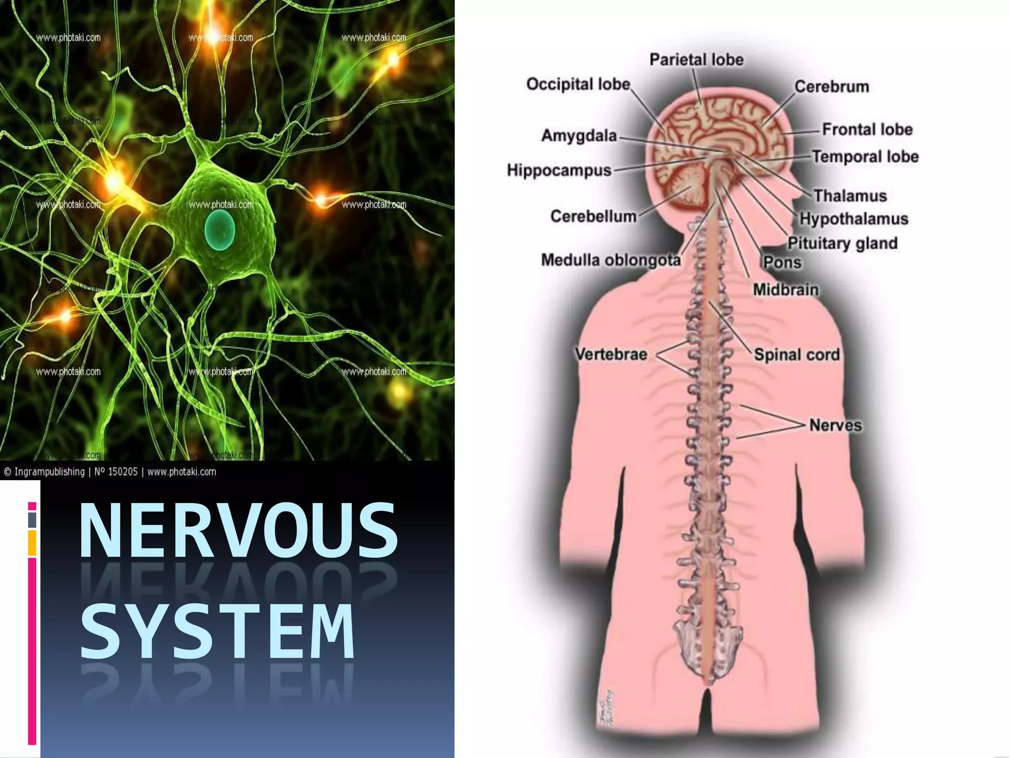 Nervous system | PPT