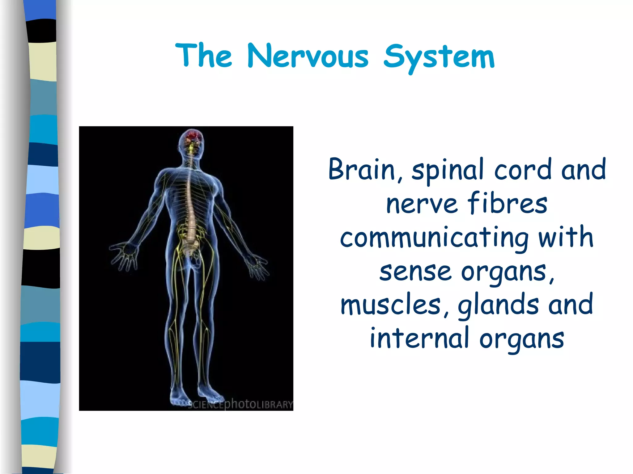 Nervous System | PPT
