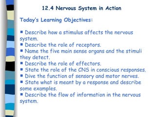 Nervous System | PPT