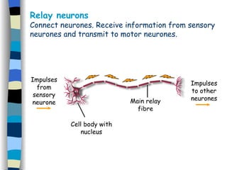 Nervous System | PPT