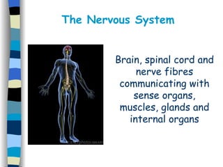 Nervous System | PPT