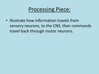Nervous system | PPT