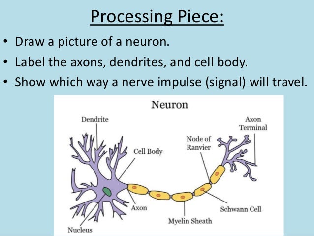 Dendrite labeled - champpikol