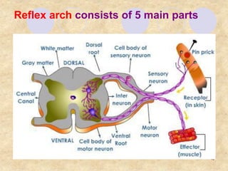 Nervous-system.-Spinal-cord_Nerve senters.pdf