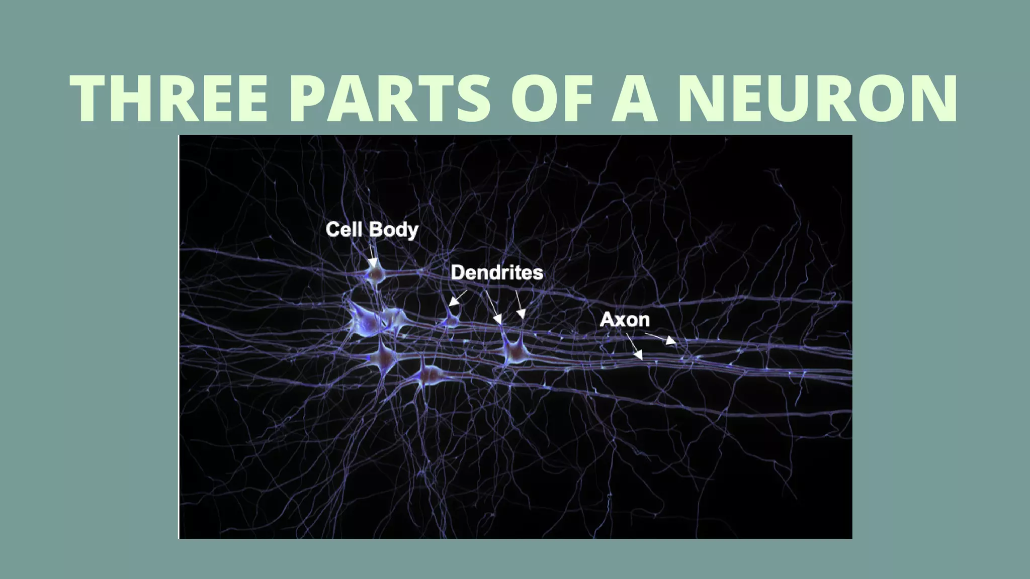 Nervous System and Homeostasis | PDF | Brain and Nervous System ...