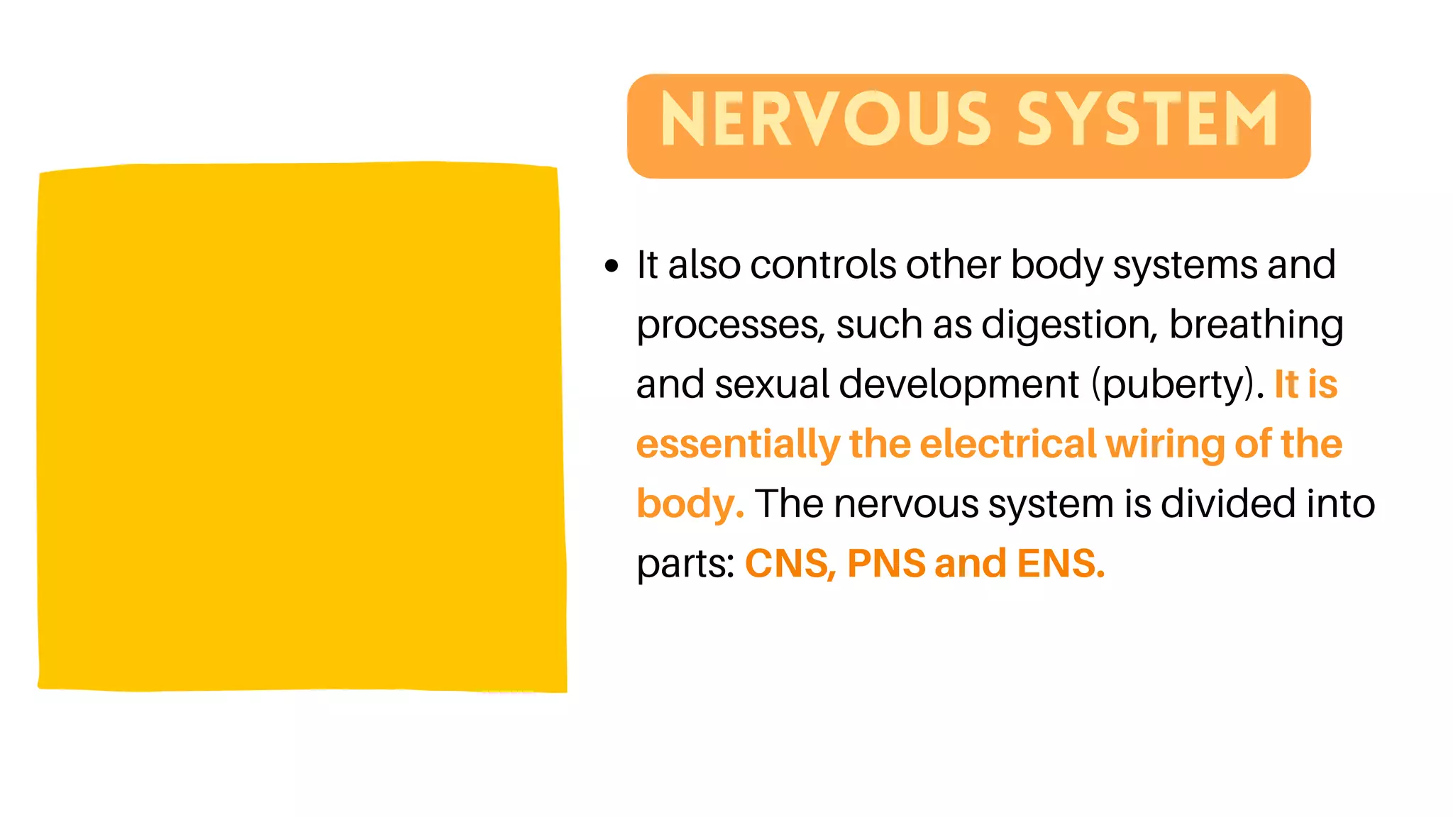 Nervous System and Homeostasis | PDF