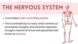 Nervous System and Homeostasis | PDF