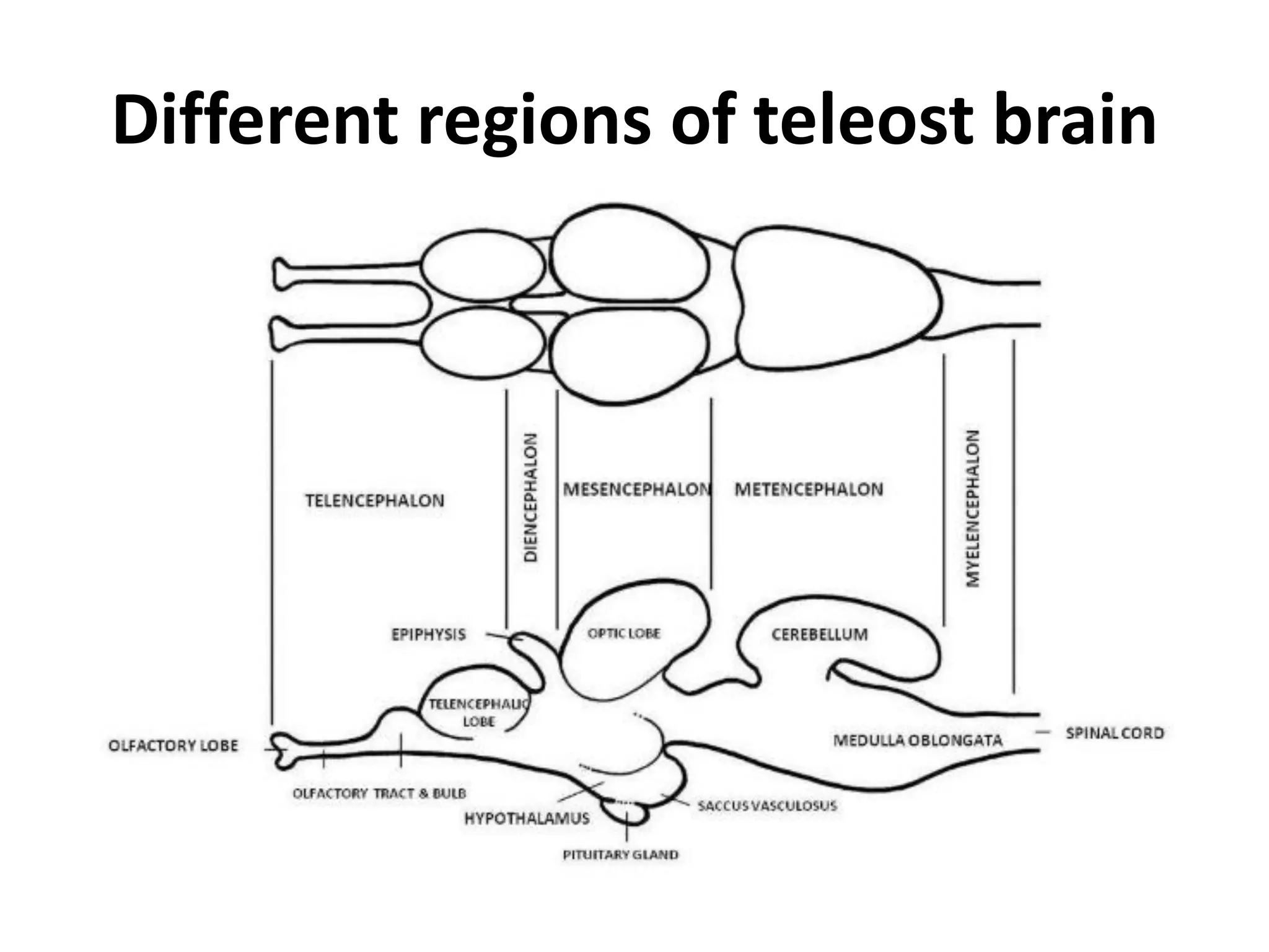 Nervous-System-in-Finfishes.pdf