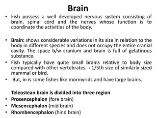 Nervous-System-in-Finfishes.pdf