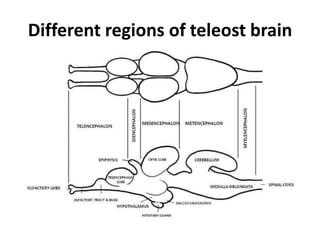 Nervous-System-in-Finfishes.pdf