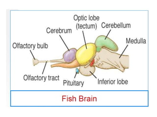 Nervous-System-in-Finfishes.pdf