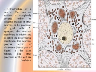 Nervous-System-Part-1.pdf