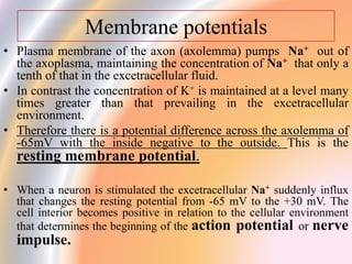 Nervous-System-Part-1.pdf of human body mbbs | PPT