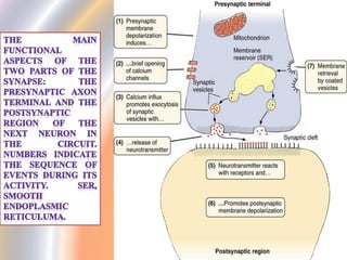 Nervous-System-Part-1.pdf of human body mbbs | PDF
