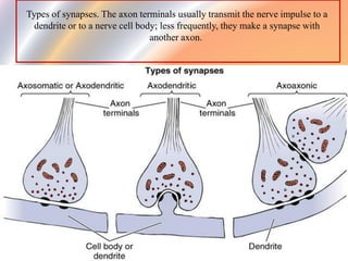 Nervous-System-Part-1.pdf of human body mbbs | PDF