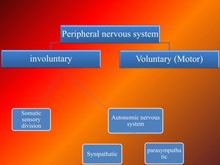 Nervous-System-Part-1.pdf of human body mbbs | PDF