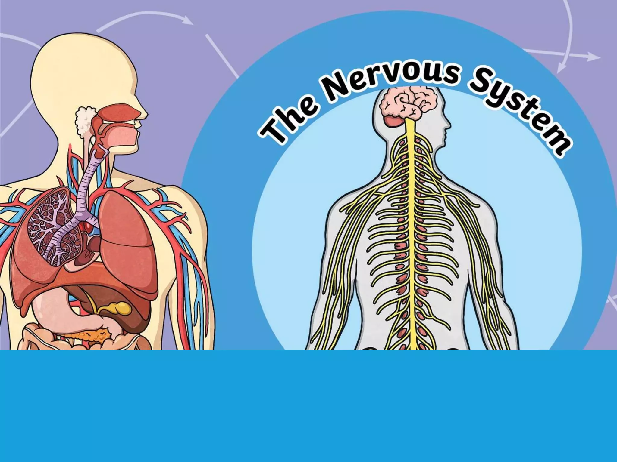 -nervous-system-powerpoint_ver_4 (1).pptx | Brain and Nervous System ...