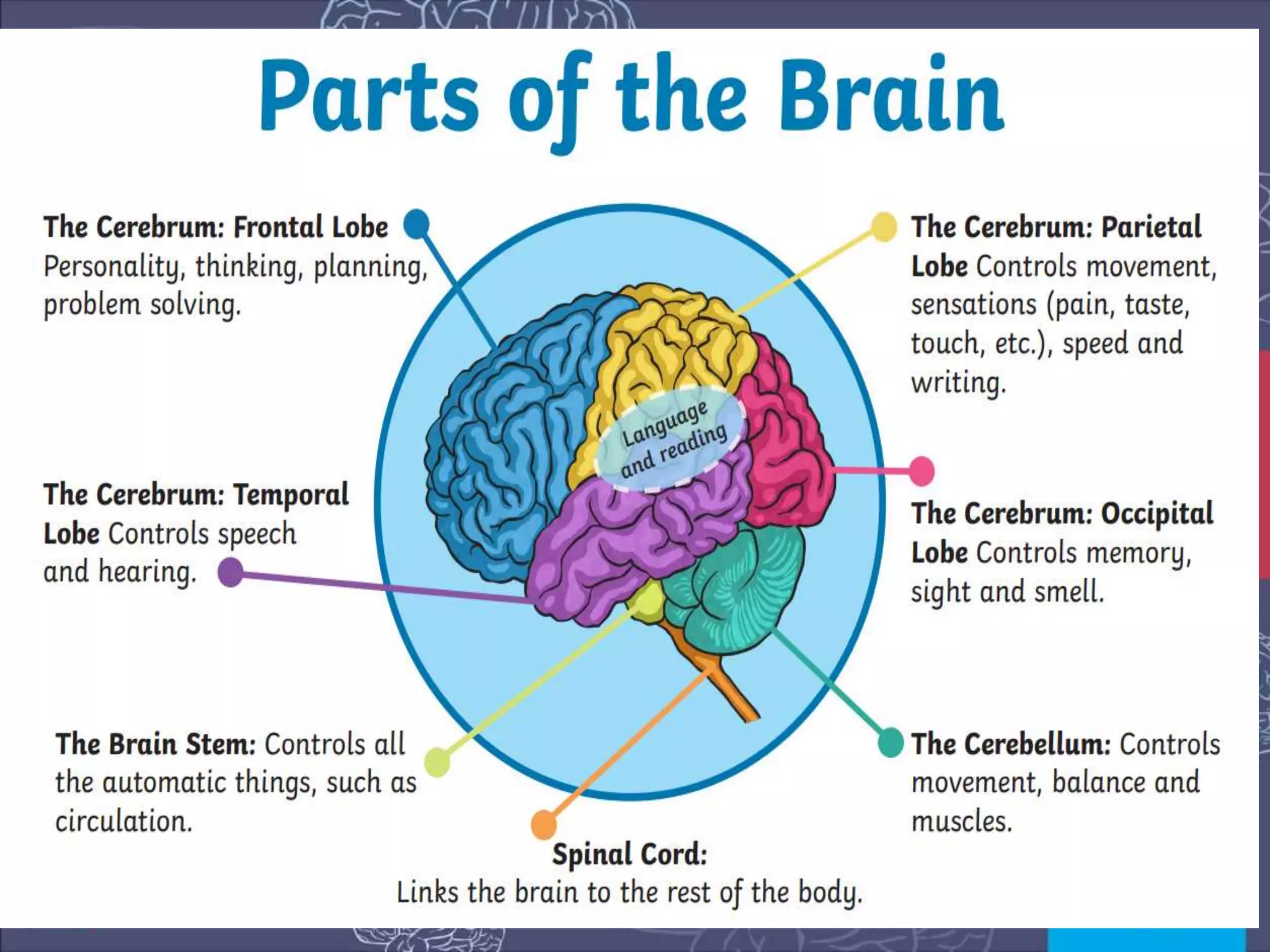 -nervous-system-powerpoint_ver_4 (1).pptx | Brain and Nervous System ...