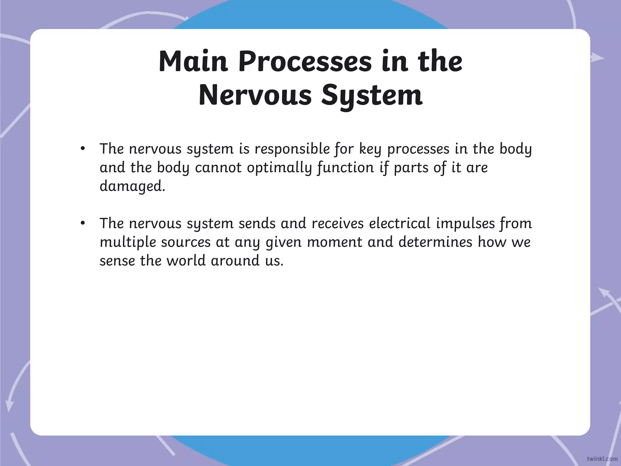 -nervous-system-powerpoint_ver_4 (1).pptx | Brain and Nervous System ...