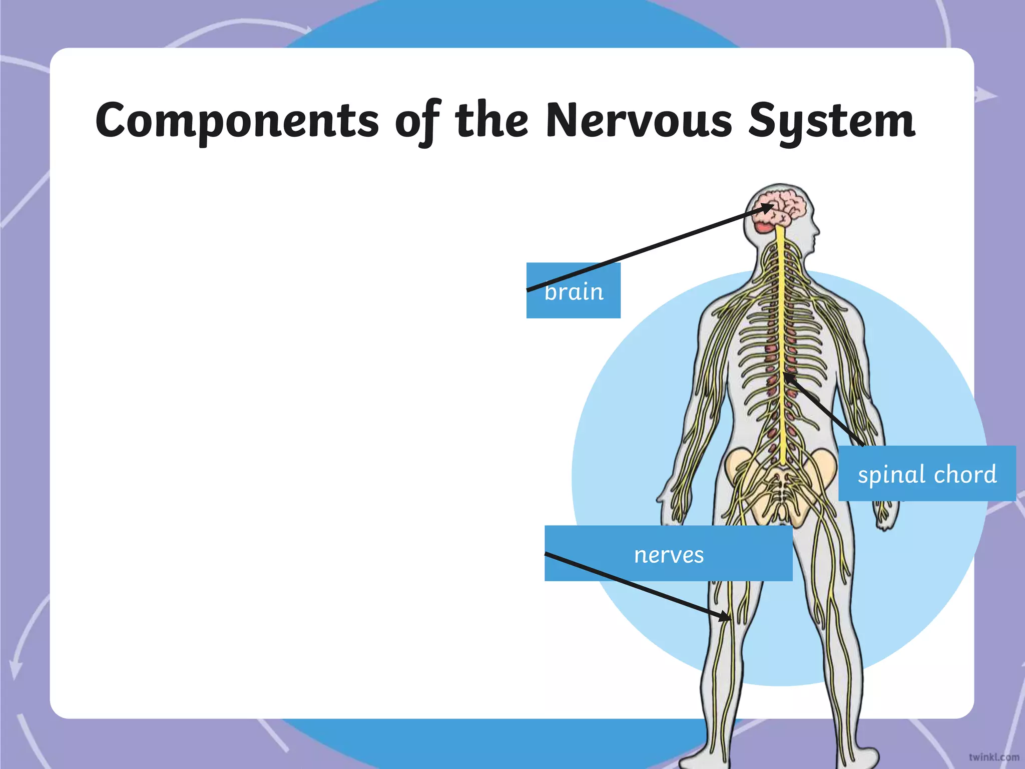 -nervous-system-powerpoint_ver_4 (1).pptx | Brain and Nervous System ...