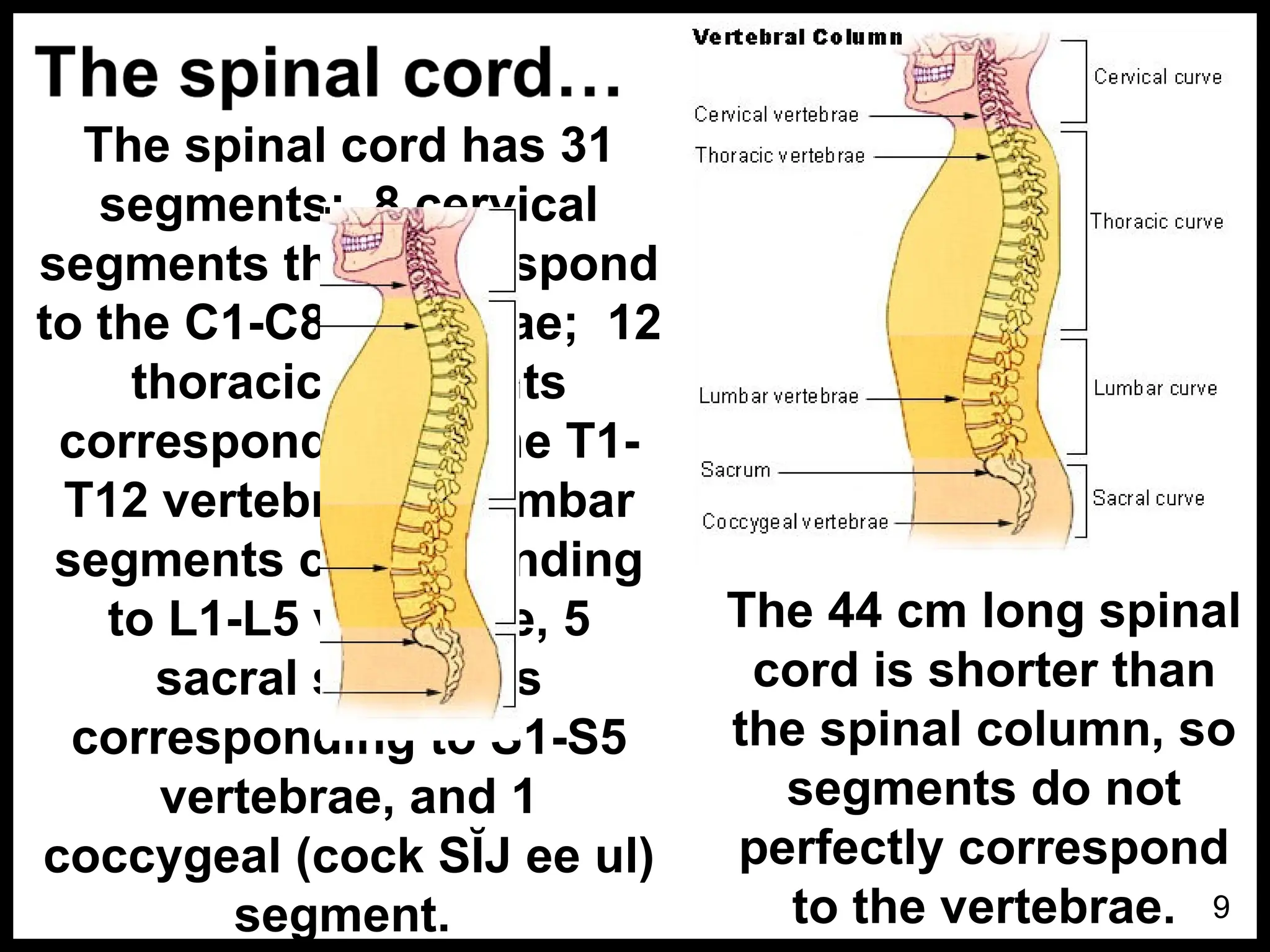 NERVOUS-SYSTEM-PPT-2.ppt.................. | PPT