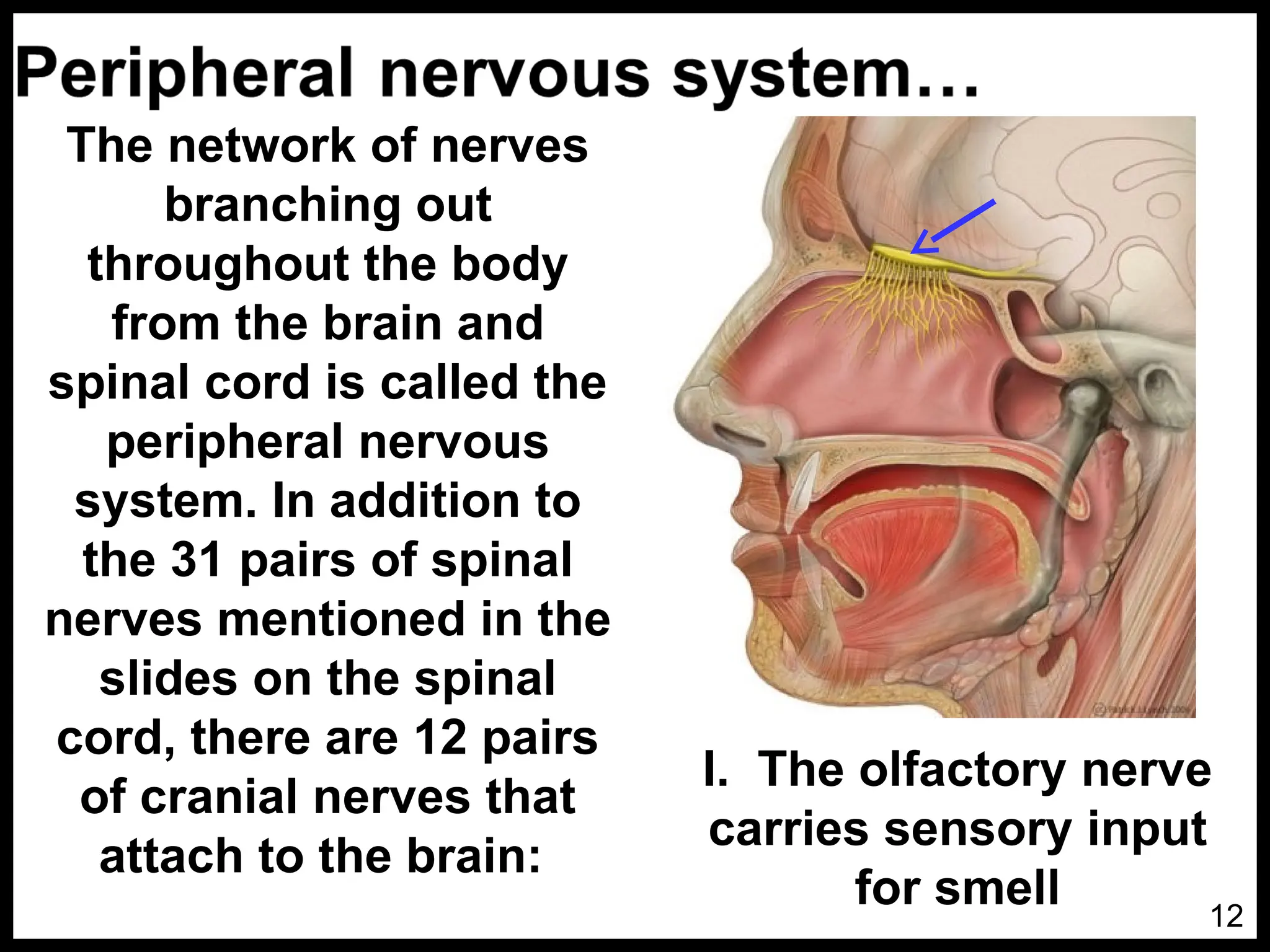NERVOUS-SYSTEM-PPT-2.ppt.................. | PPT