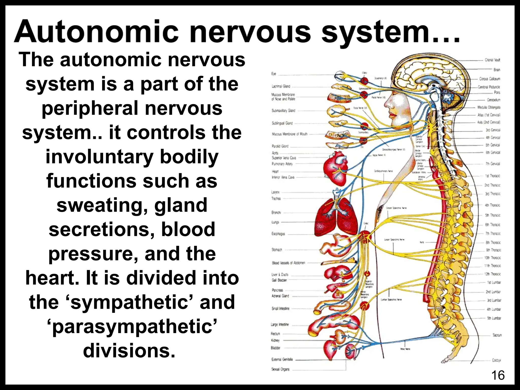 NERVOUS-SYSTEM-PPT-2.ppt.................. | PPT