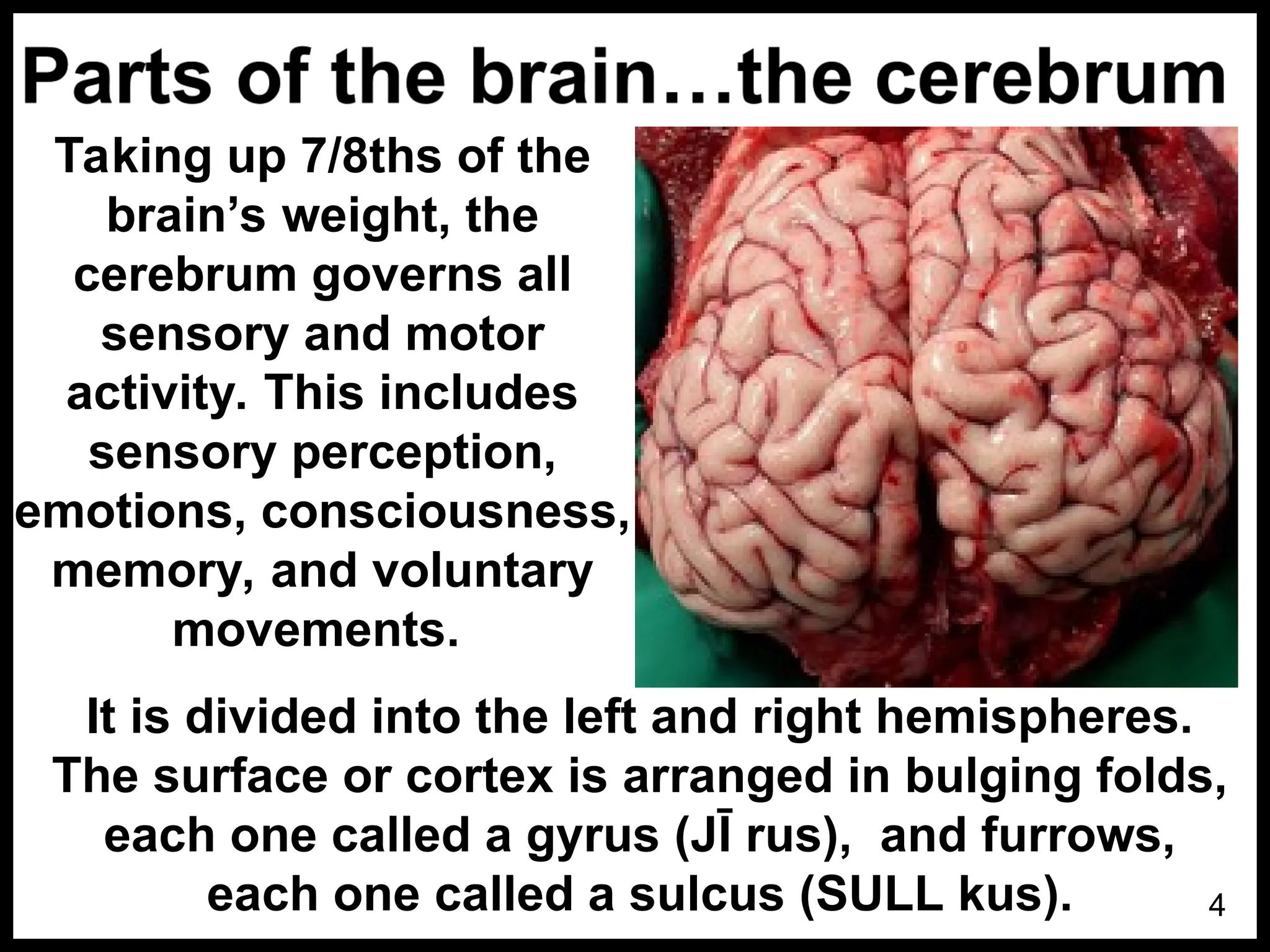 NERVOUS-SYSTEM-PPT-2.ppt.................. | PPT