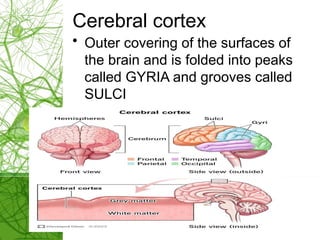 nervous-system parts of your body-ppt.pptx