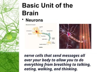 nervous-system parts of your body-ppt.pptx