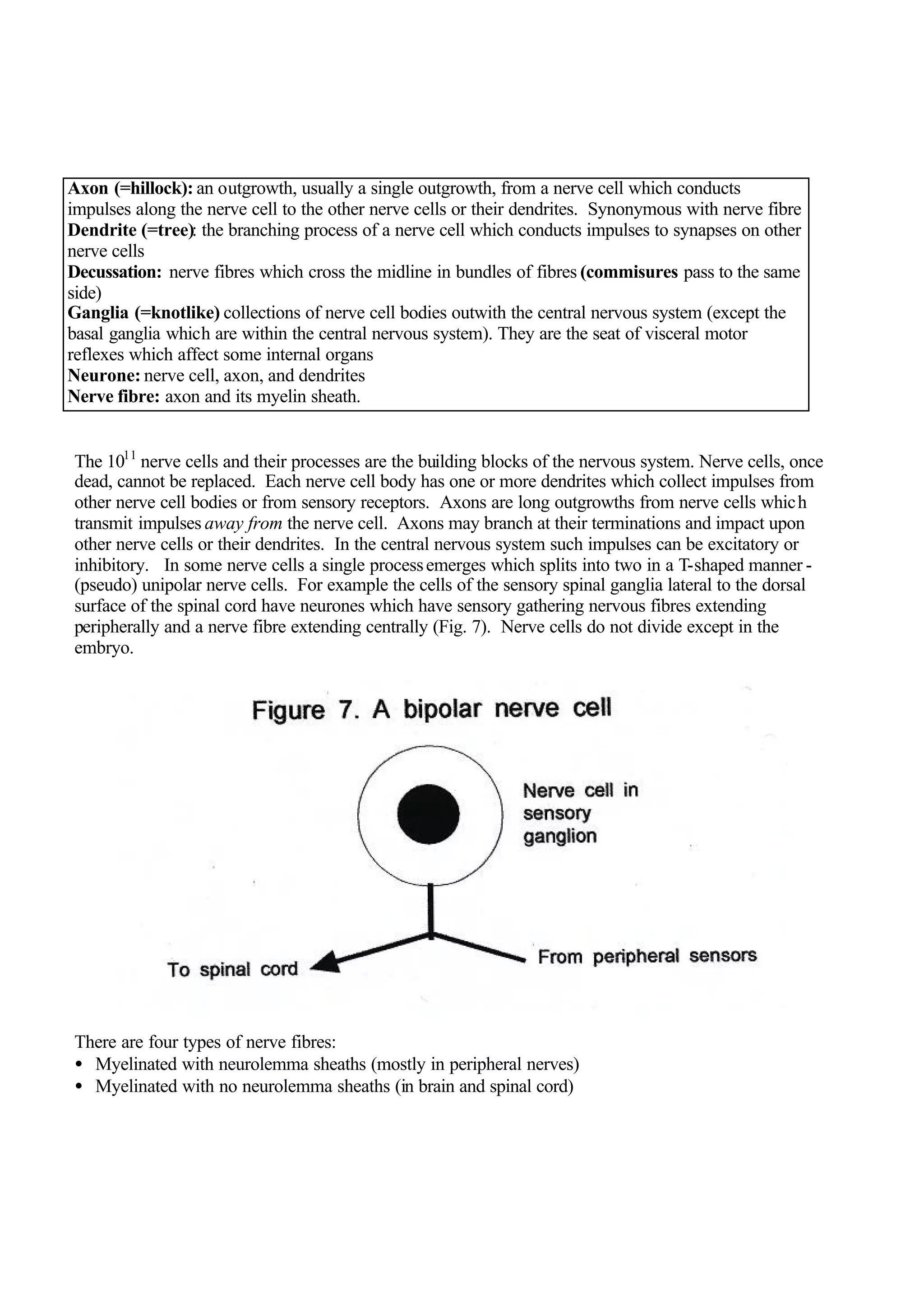 Nervous system summary | PDF