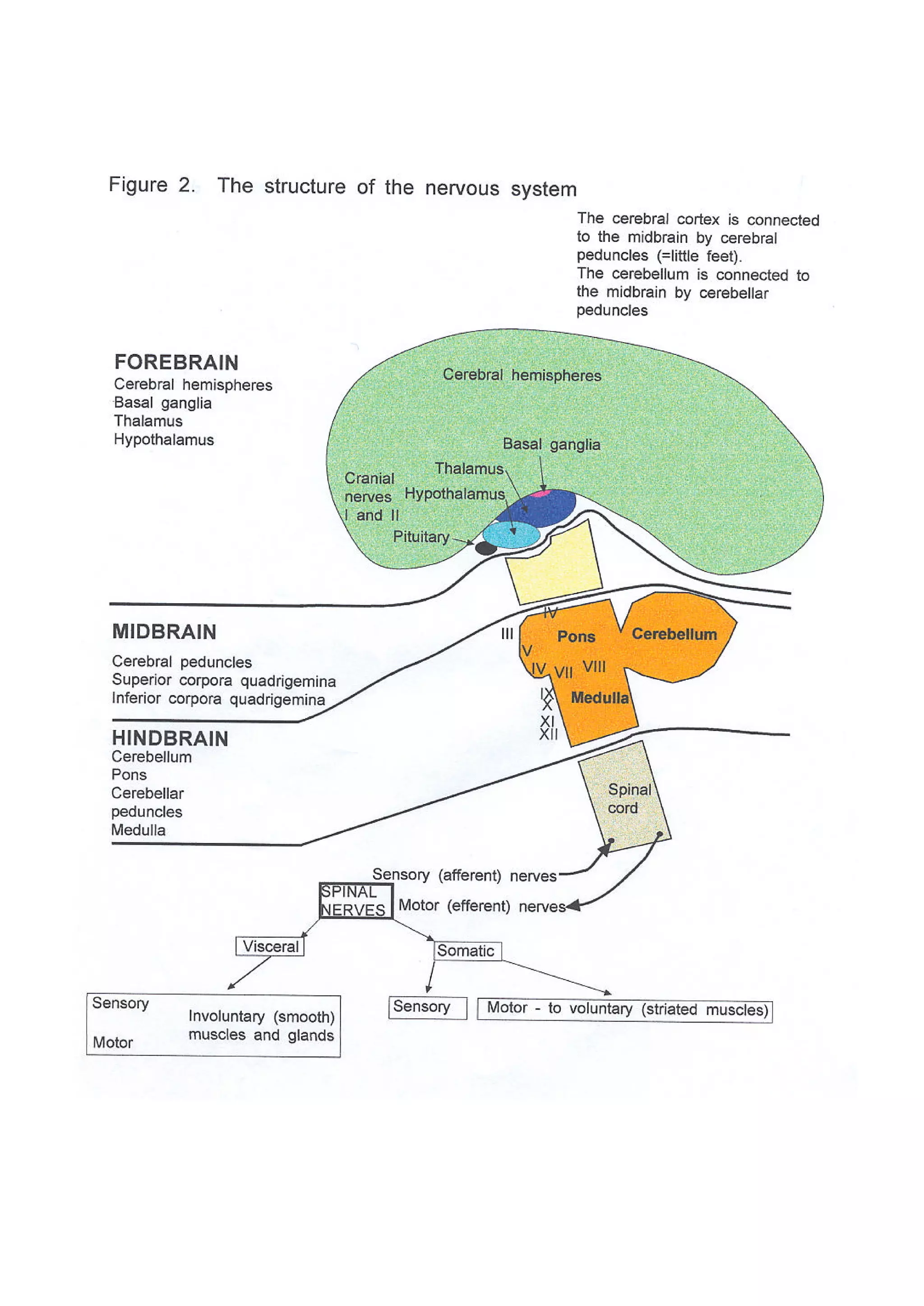 Nervous system summary | PDF
